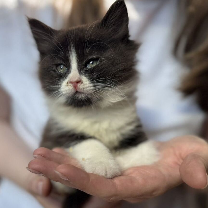 Котятки