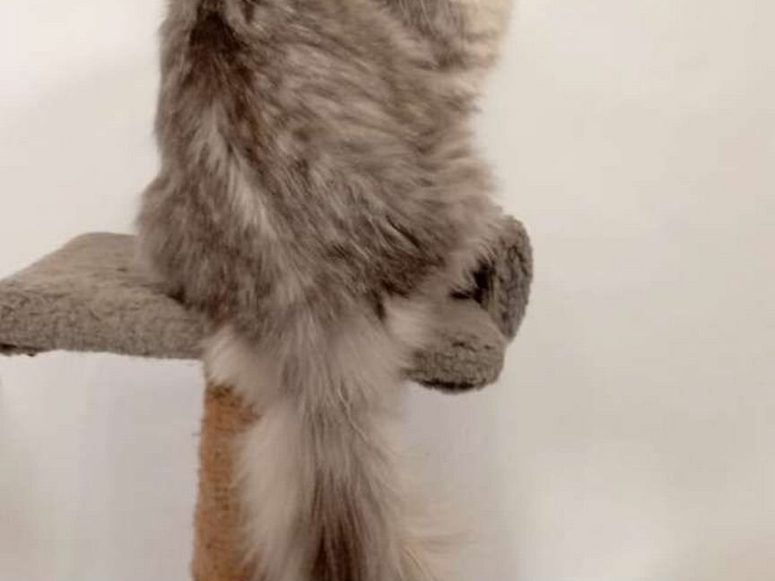 Котята мейн-кун