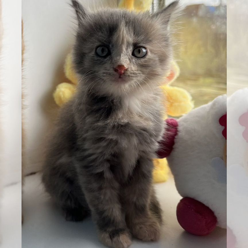 Котёнок в добрые руки