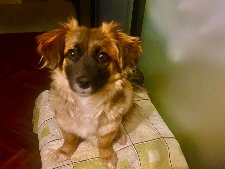 Славная маленькая девочка ищет дом