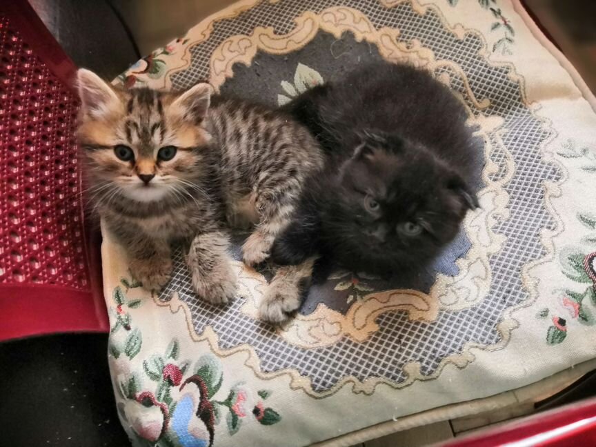 Кошки