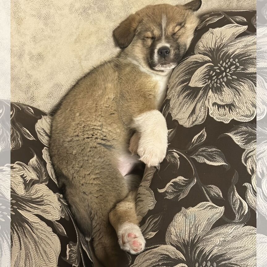 Немецкая овчарка, щенок