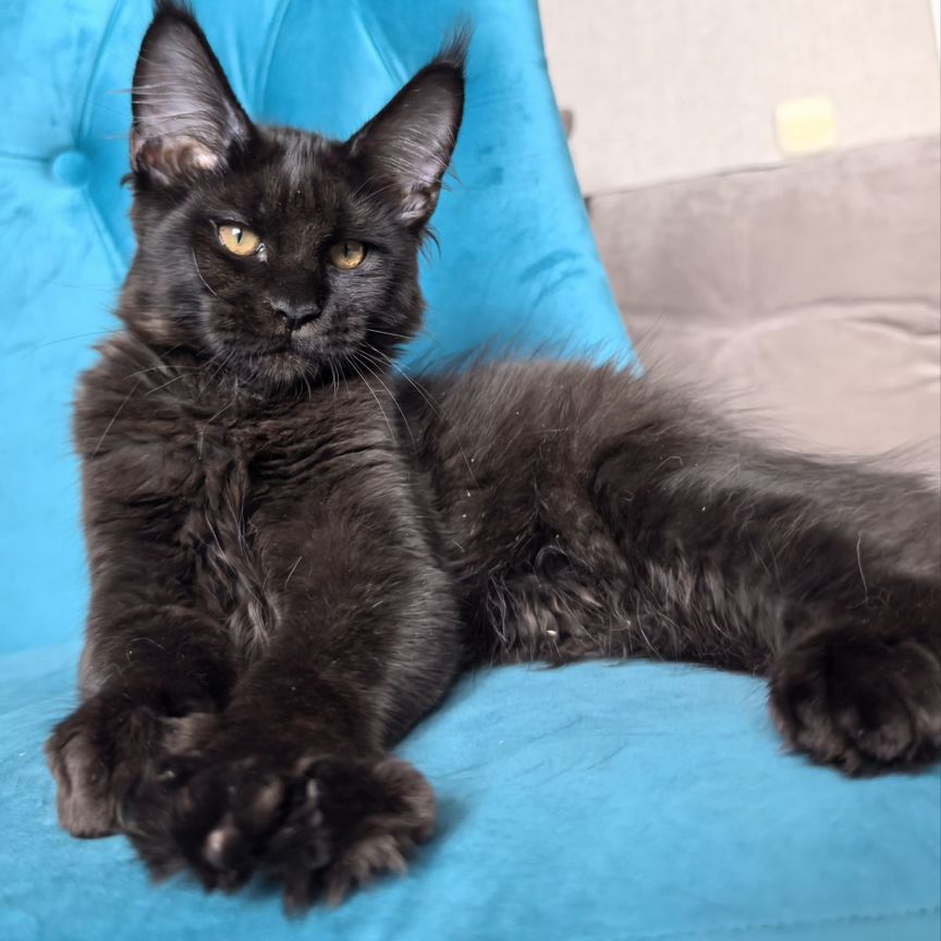 Мейн-кун котёнок