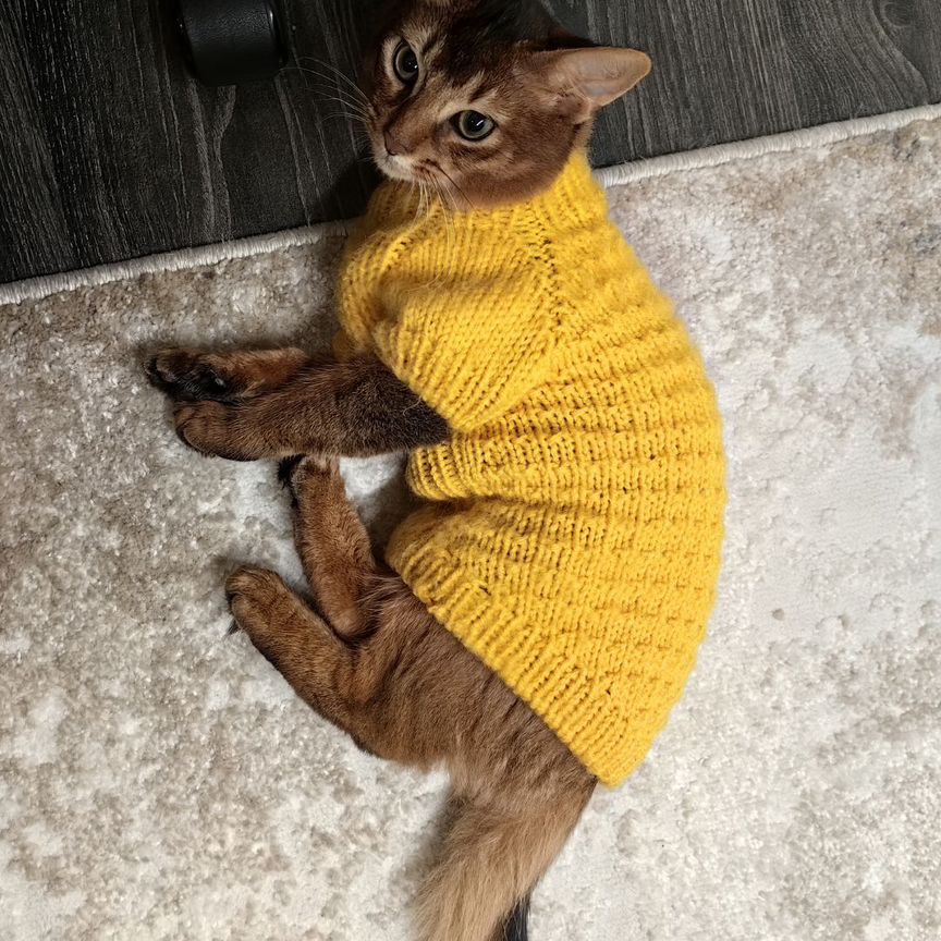 Свитер для кошки