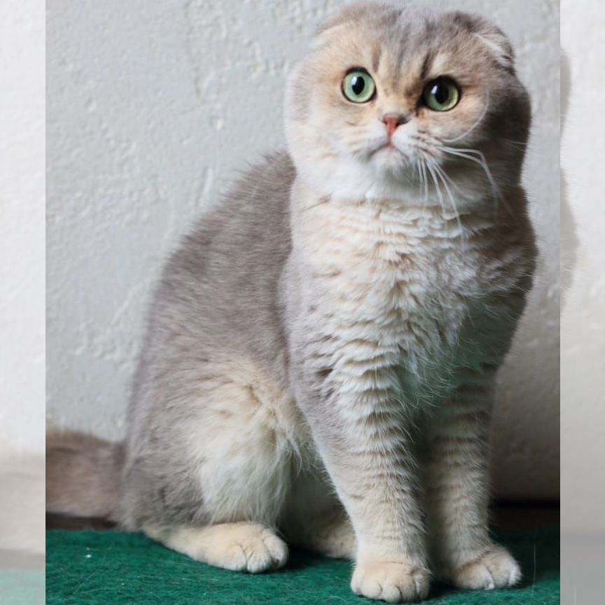 Предлагается в любимцы шотландский вислоухий кот