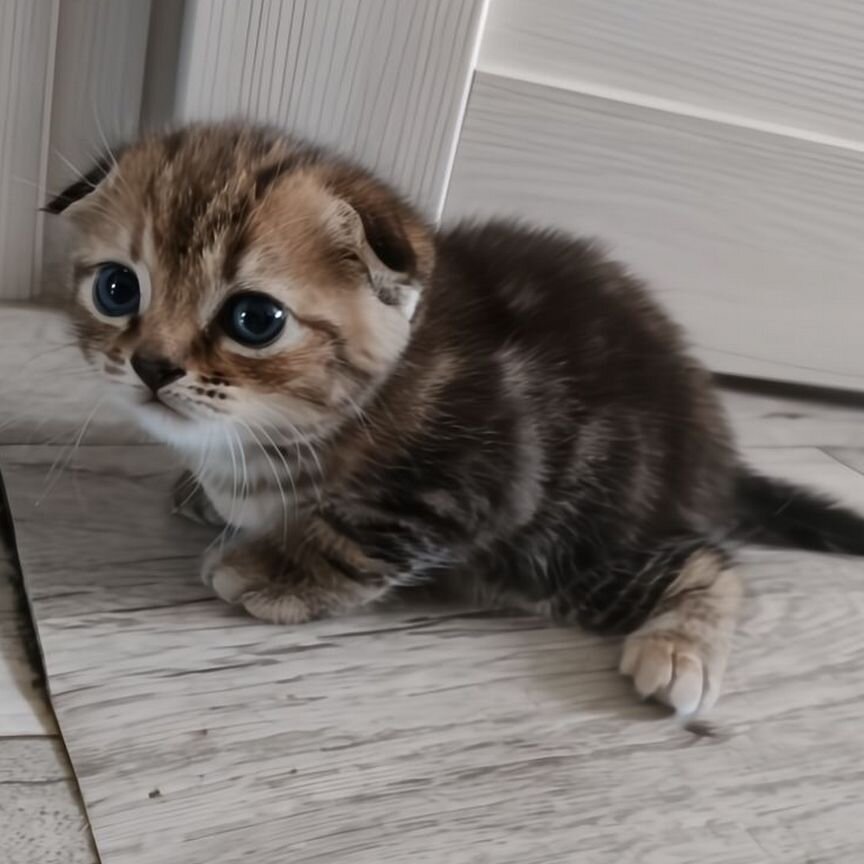 Шотландская вислоухая кошка