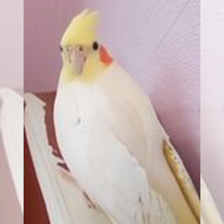 Попугай корелла