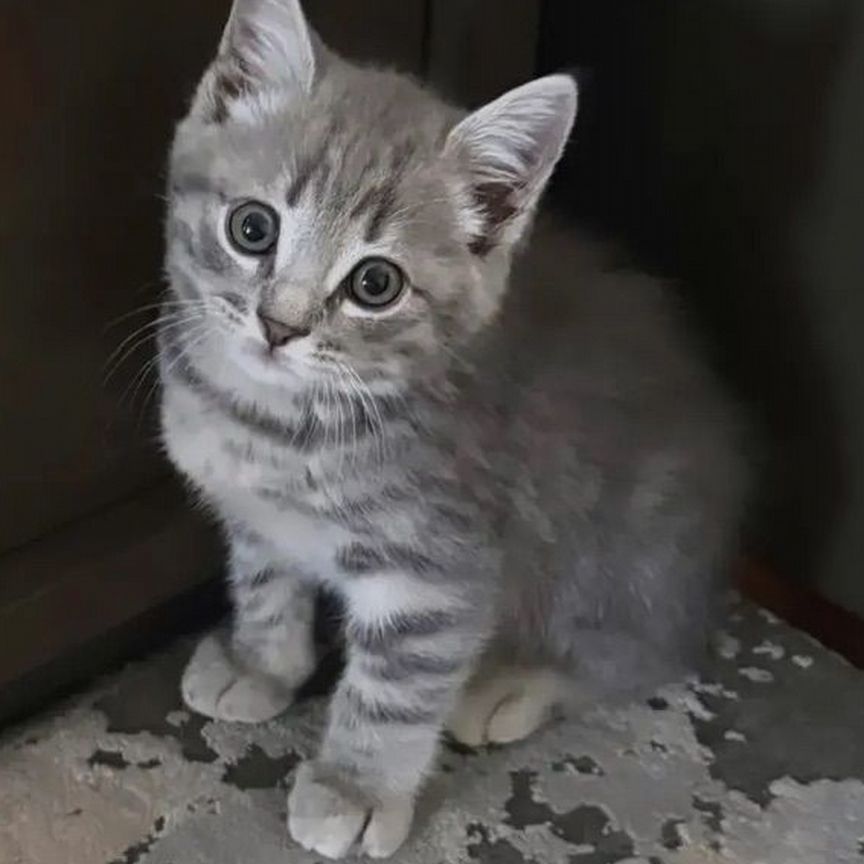 Шотландский прямоухий короткошёрстный котёнок