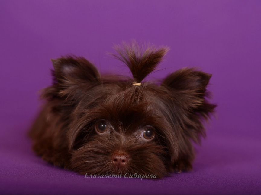 Шоколадная Ириска