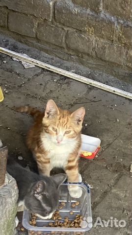 Рыжий котенок мальчик