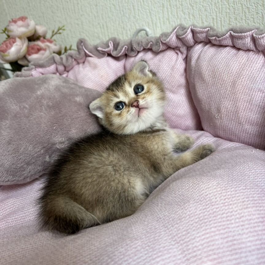 Шотландские котята
