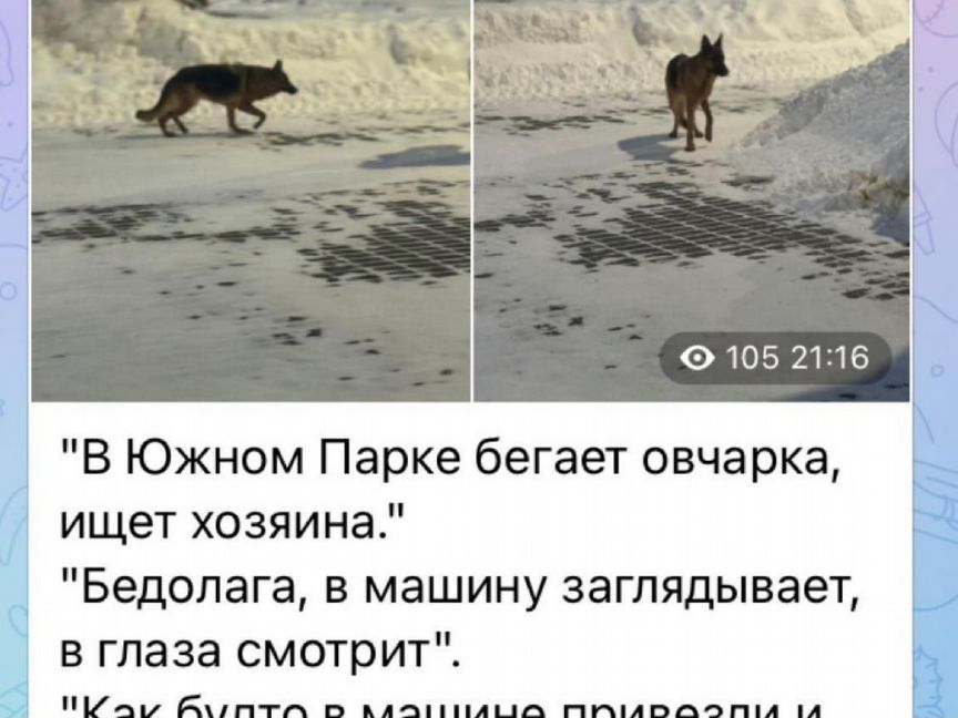 Найдена-замечена собака овчарка