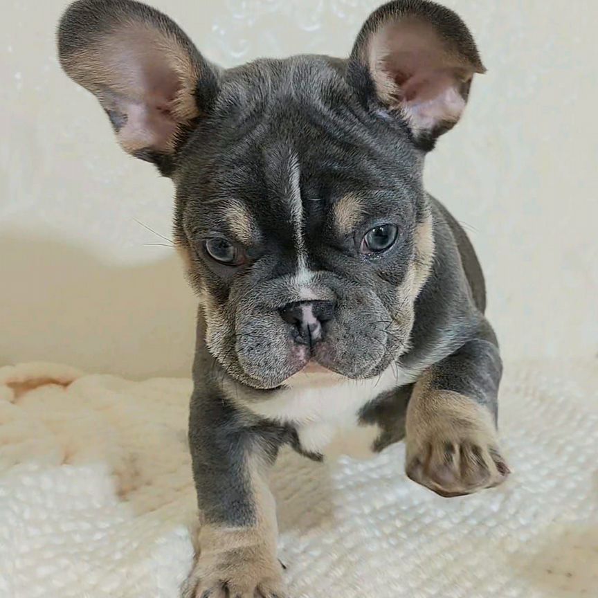 Голубой с подпалом мальчик щенок