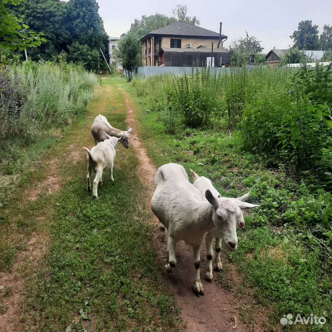 Дойные нубийские и заинские козы