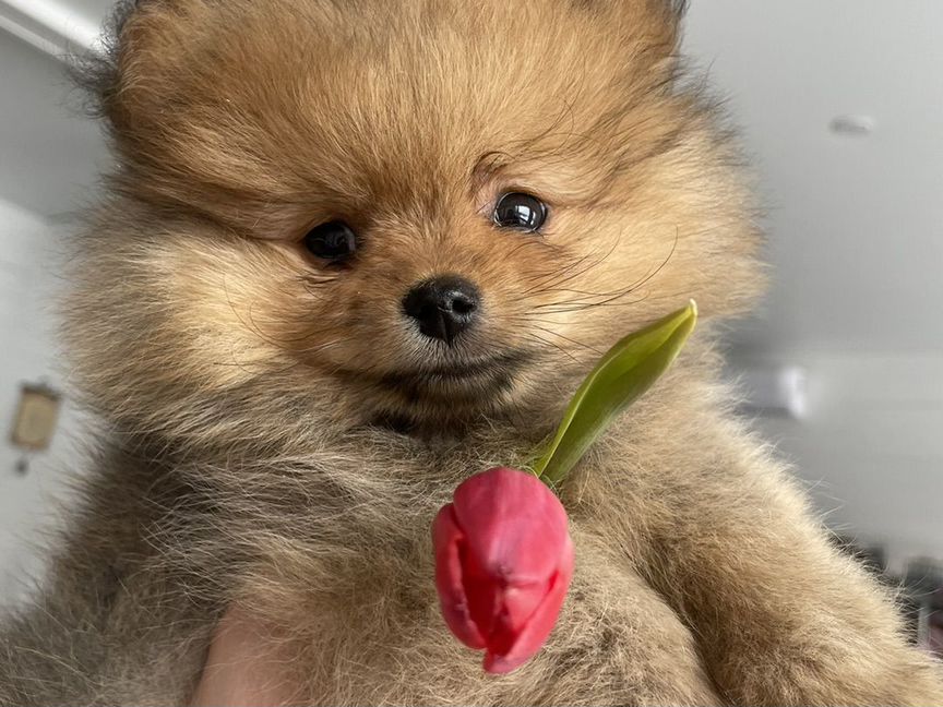 Шикарный мальчик померанский шпиц мини