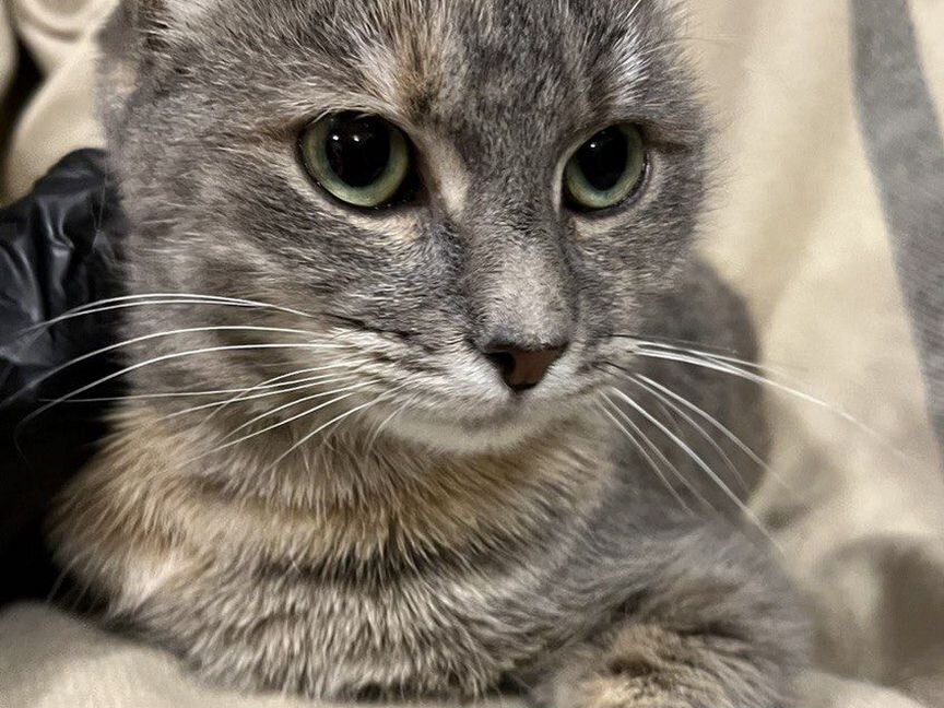 Кошечка
