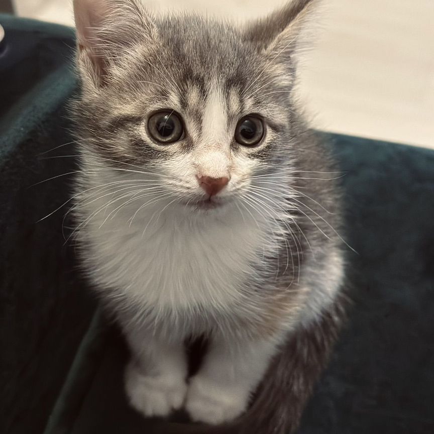 Котенок