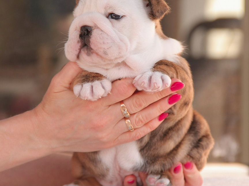 Английский бульдог