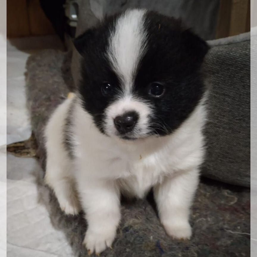 Померанский шпиц, щенок