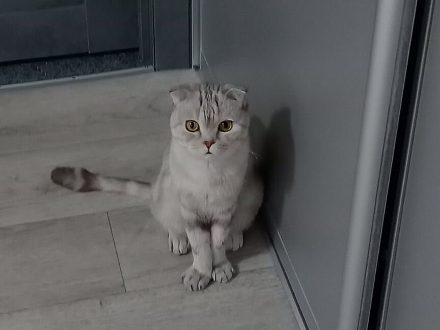 Шотландская вислоухая кошка бесплатно