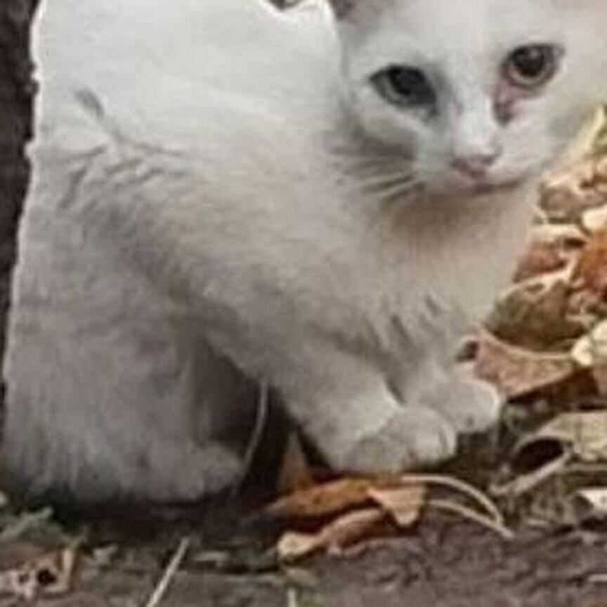 Анатолийская кошка, взрослая