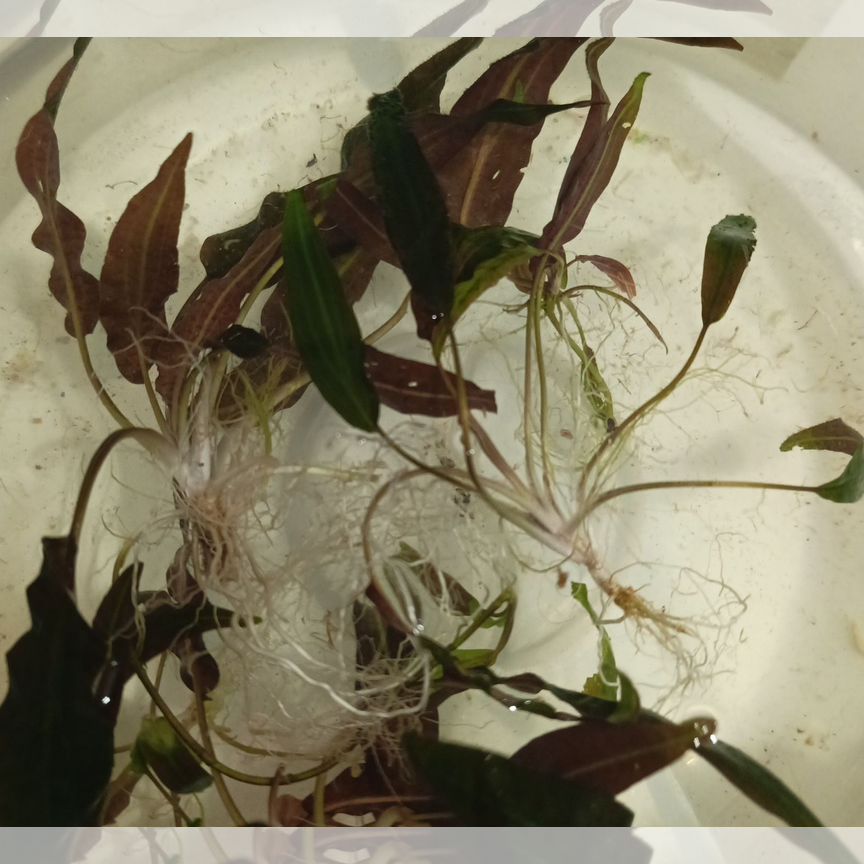 Аквариумное растение