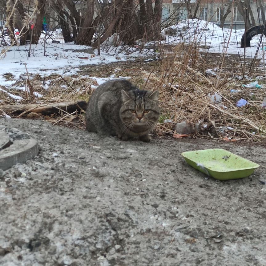 Кот ищет новых хозяев