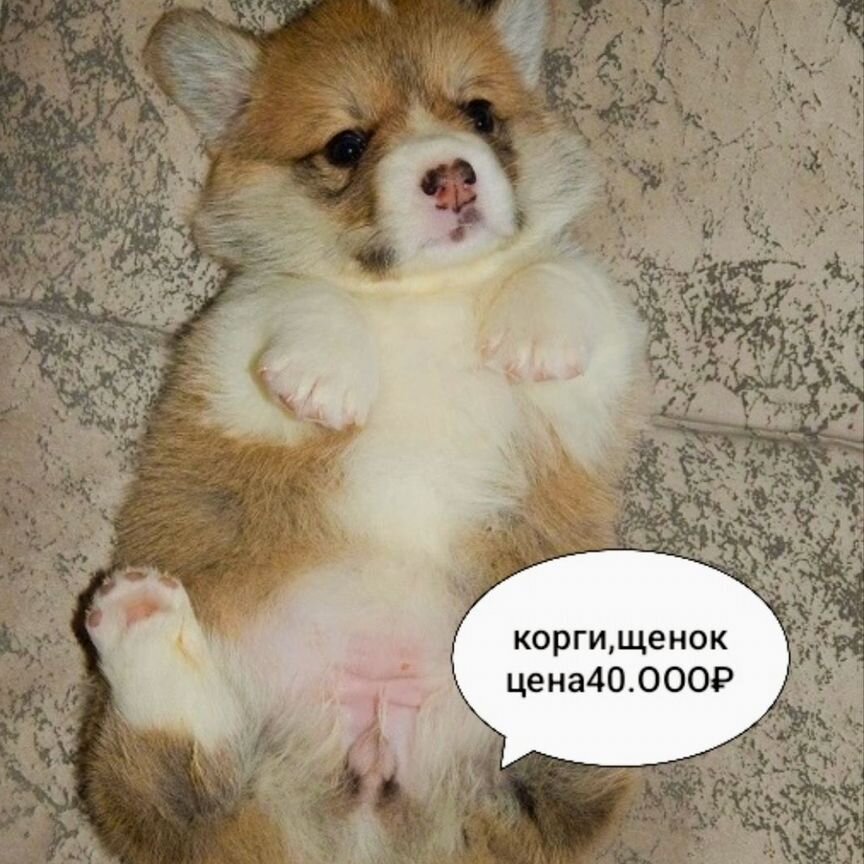 Щенок в добрые руки