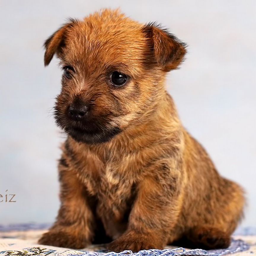 Норвич-терьер, щенок