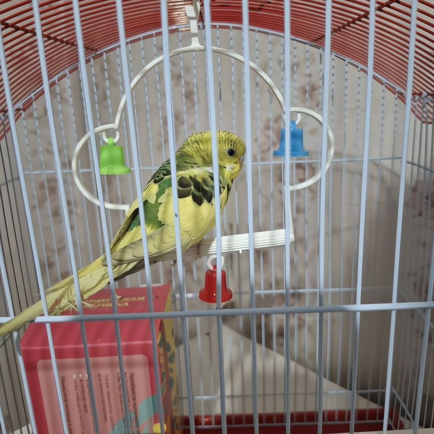 Волнистый попугай