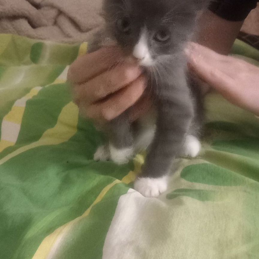 Британский короткошёрстный котёнок