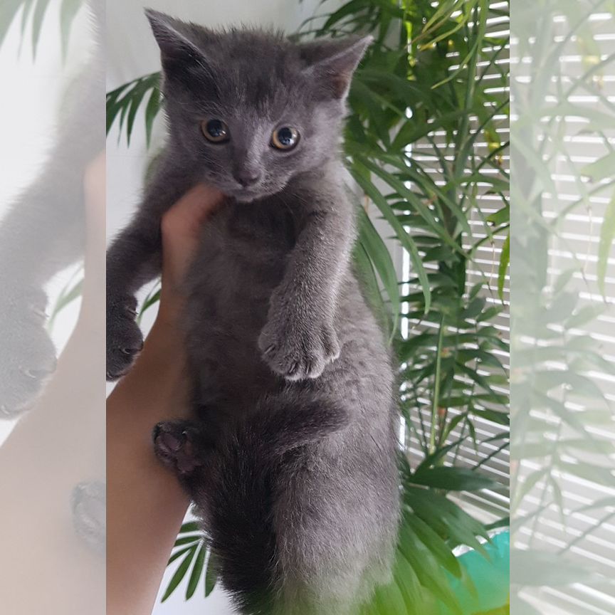 Кошки породистые