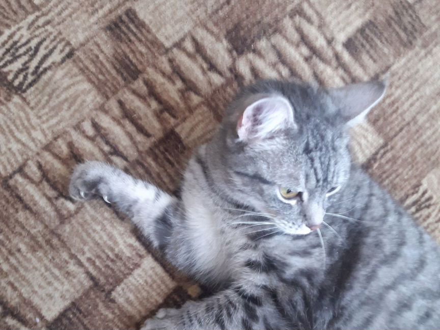 Отдам кошечку