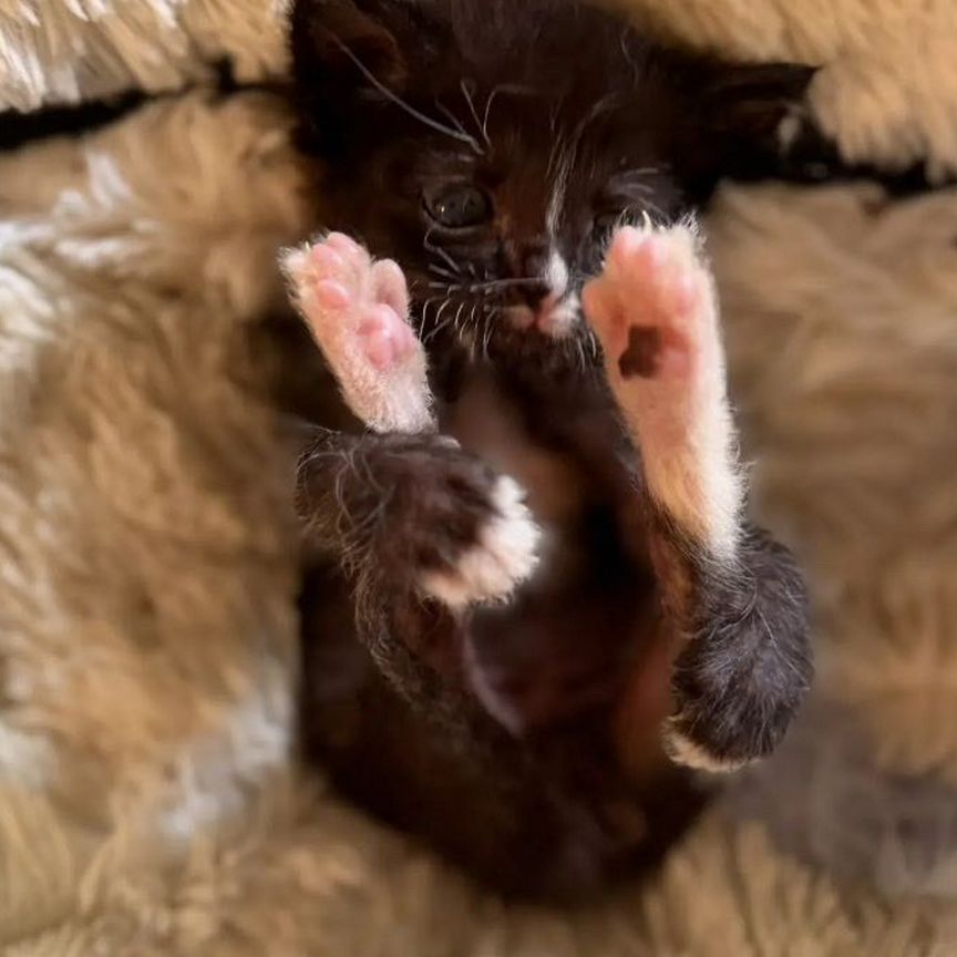 Котёнок в добрые руки
