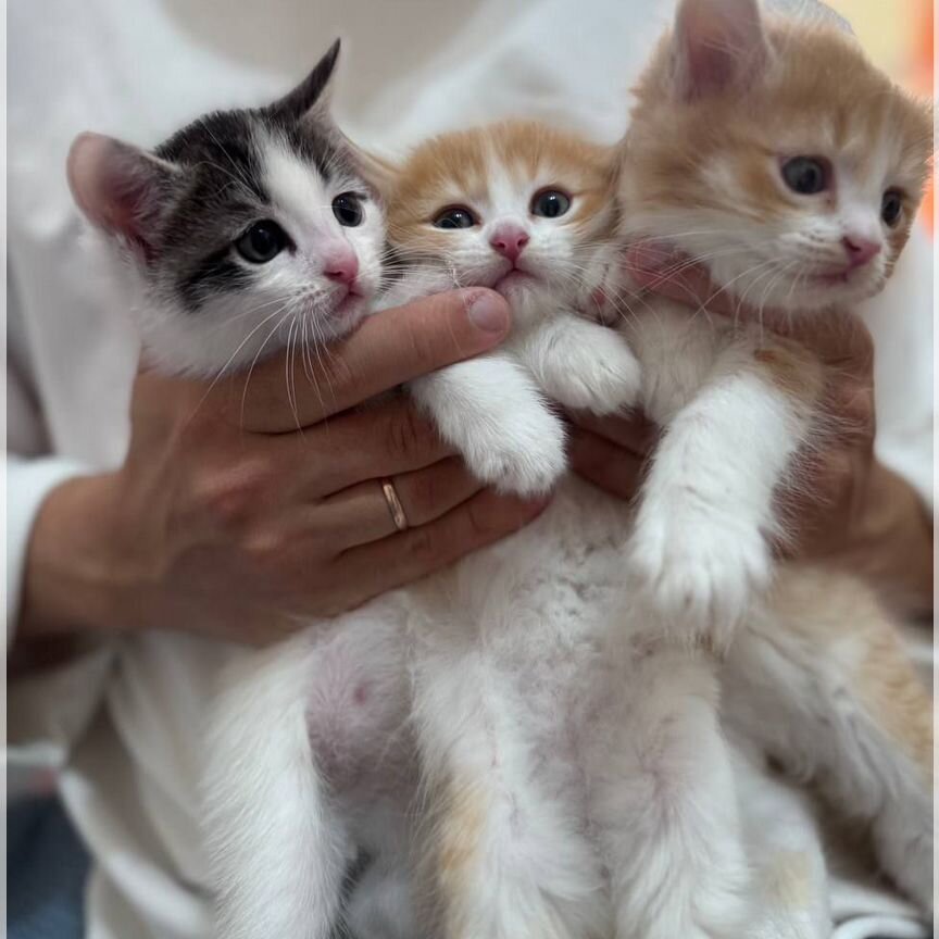 Котята в добрые руки бесплатно сатка
