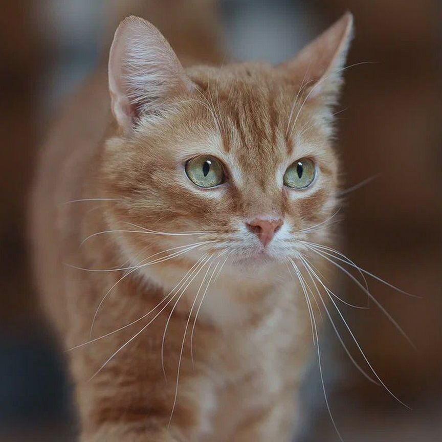 Взрослый кот из приюта