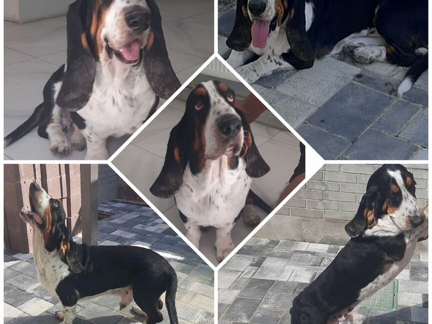 Бассет хаунд