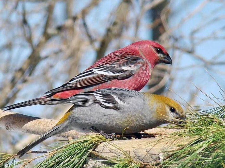 Щуры, урагусы, снегири. Северные птицы