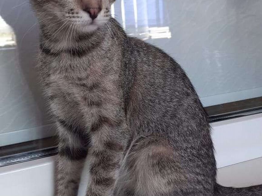 Котёнок Кася