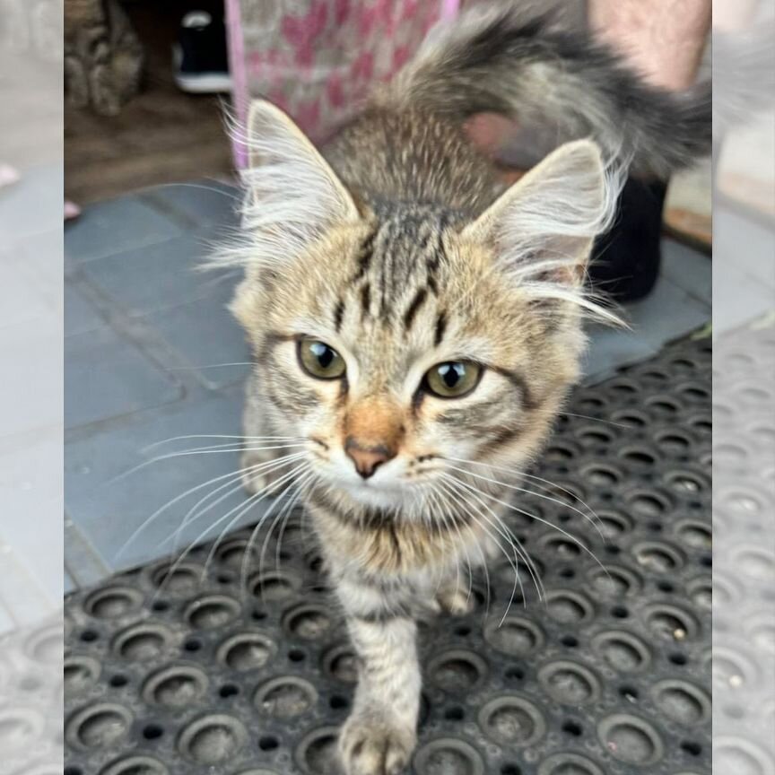 Котята в добрые руки бесплатно