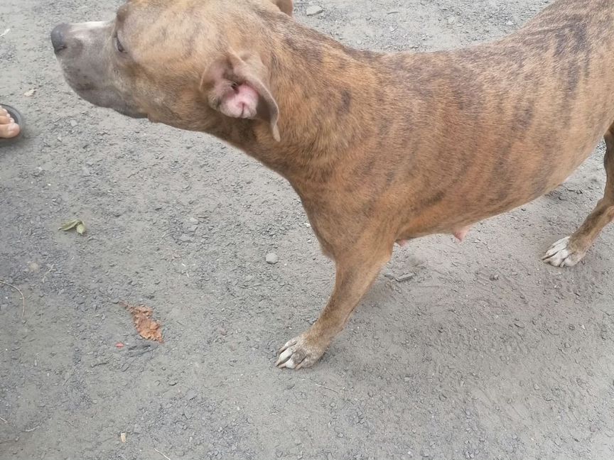 Собаки в дар бесплатно