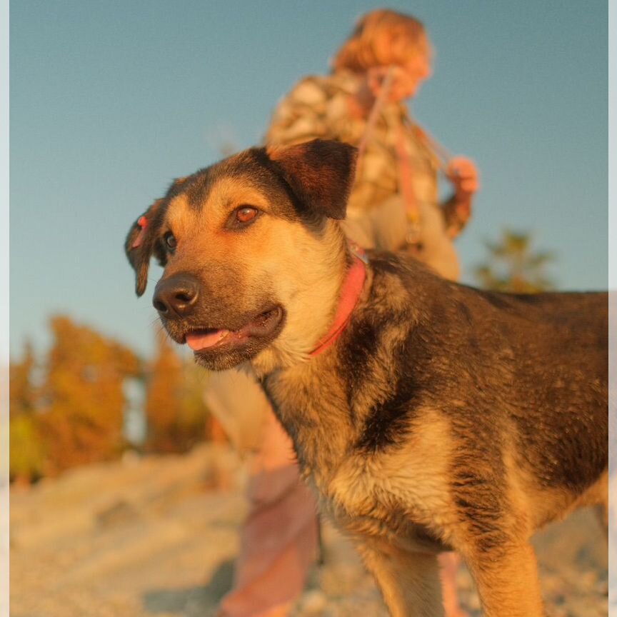 Пес-Добряк Рудольф в добрые руки