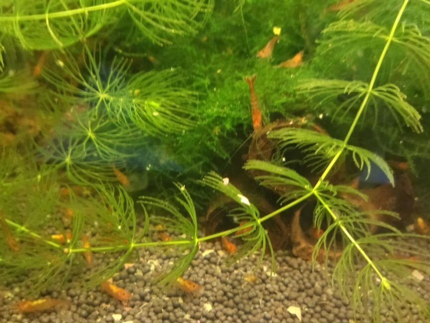 Аквариумные креветки чери