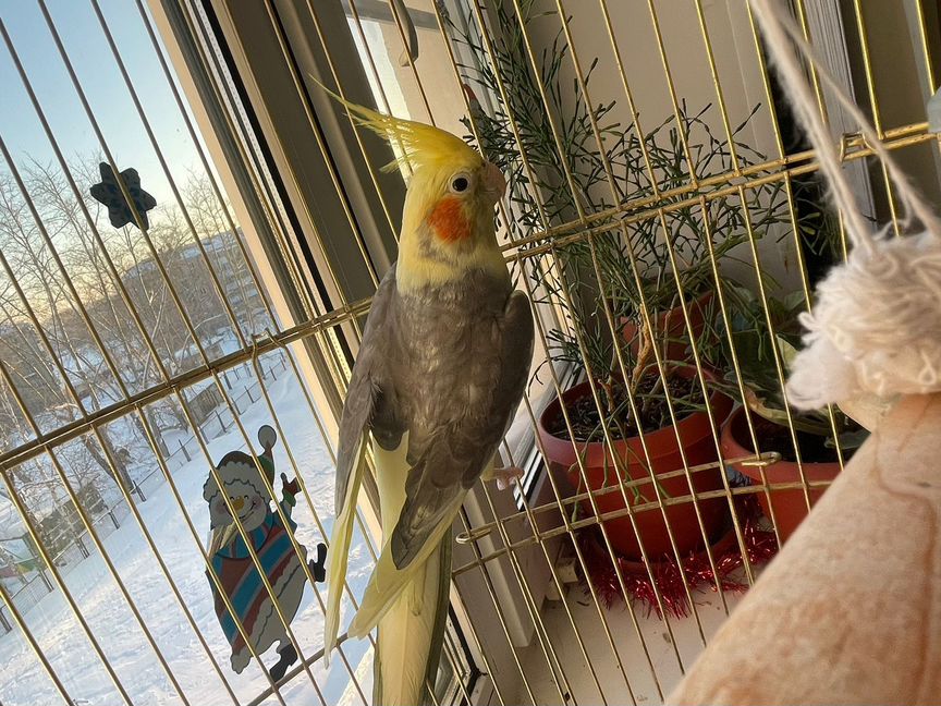 2 попугая корелла с клеткой