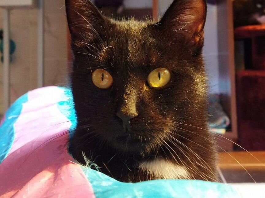 Кошка Каталина