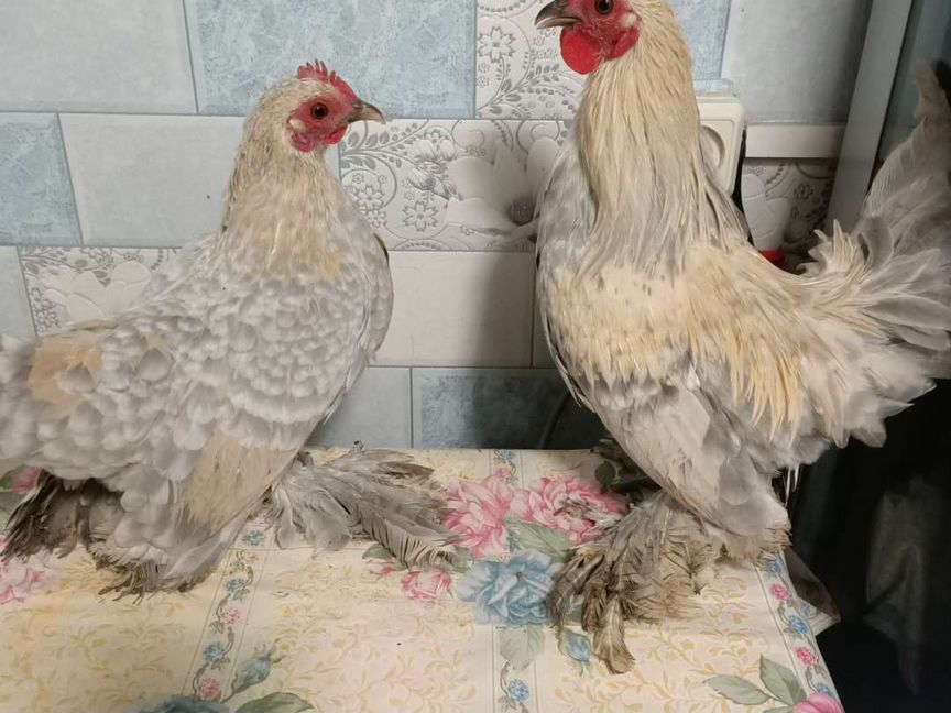 Декоративные куры