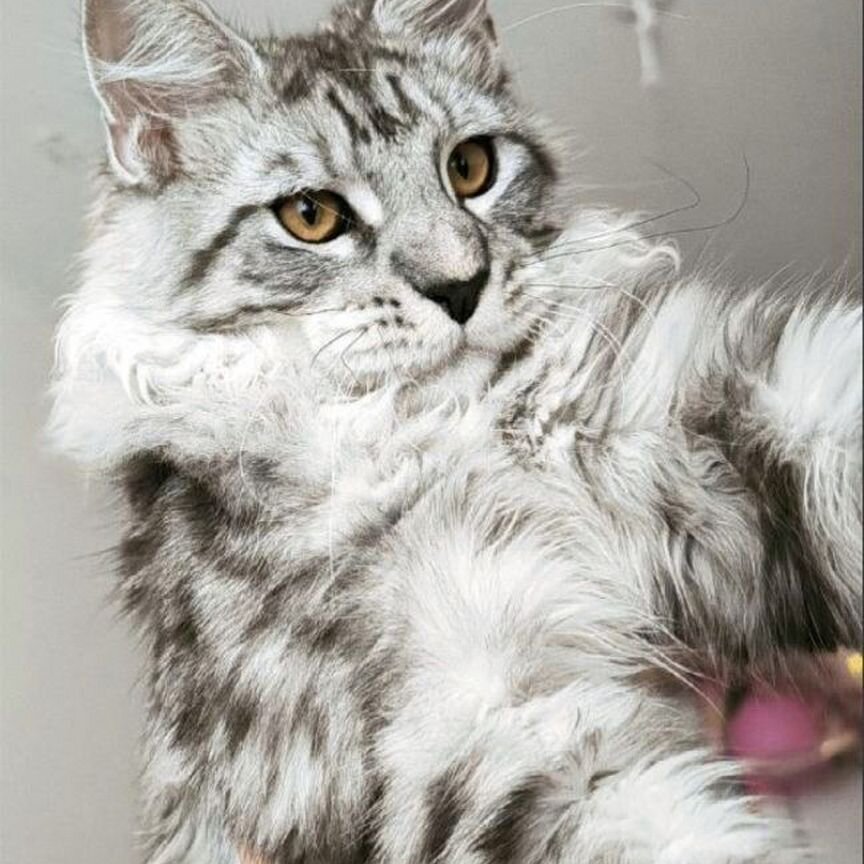 Котёнок-кошечка мейн-кун меховая красотка