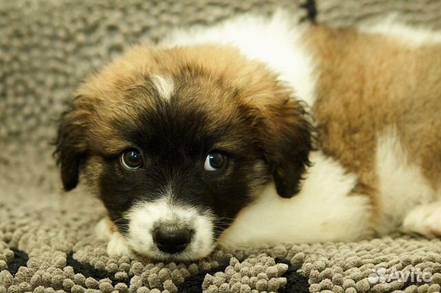 Яркий красивый щенок Лео 2мес