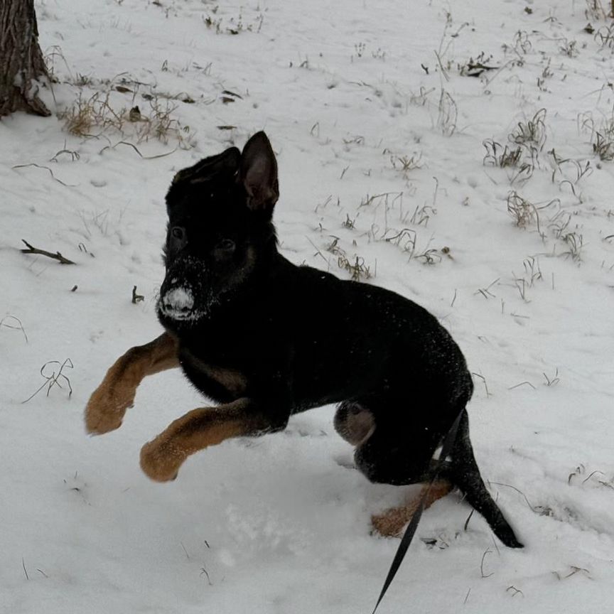 Бельгийская овчарка (кобель) 4 мес