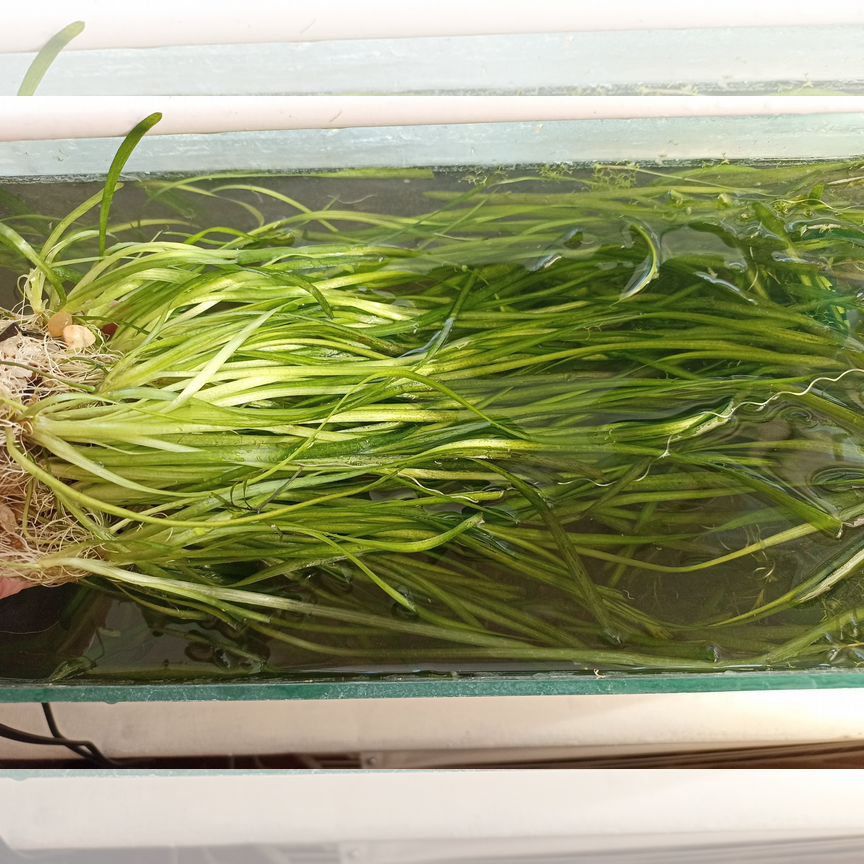 Аквариумное растение